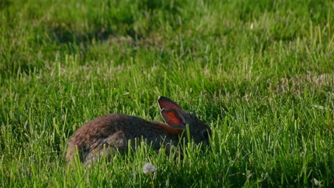 A small fluffy eared rabbit sits on a gr... | Stock Video | Pond5