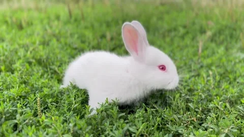 A small fluffy white rabbit with red eye... | Stock Video | Pond5
