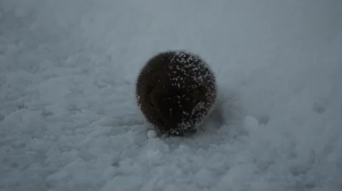 Huddl Up Stock Videos – Royalty-Free HD & 4K Videos | Pond5