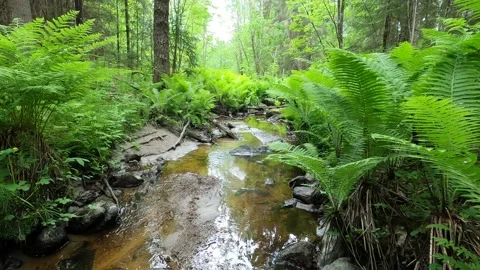 Forest Stream Stones Stock Videos – Royalty-Free HD & 4K Videos | Page 3