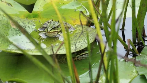 Small Frog resting moving on Lily leaves... | Stock Video | Pond5