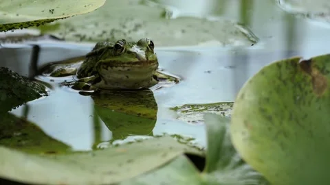 Small Frog resting moving on Lily leaves... | Stock Video | Pond5