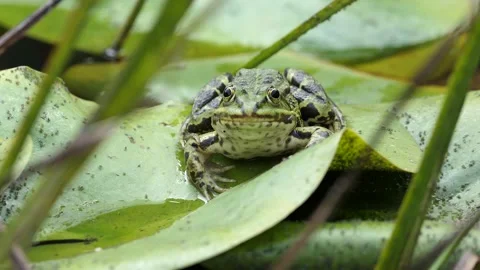Small Frog resting moving on Lily leaves... | Stock Video | Pond5