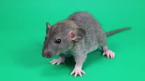 A small gray rat on a green background. ... | Stock Video | Pond5
