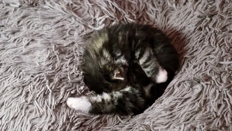 Sleep Suck Stock Videos – Royalty-Free HD & 4K Videos