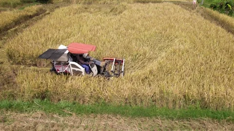 Small harvester gathering rice at field,... | Stock Video | Pond5
