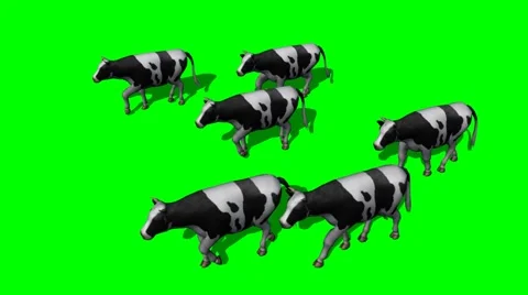 Cows Grazing Green Screen Stock Footage ~ Royalty Free Stock Videos | Pond5