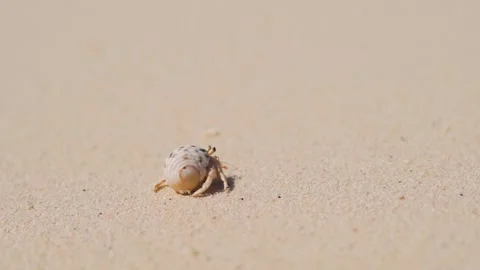 Crawling Crab India Stock Videos – Royalty-Free HD & 4K Videos