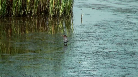 Small Heron looking around in the marsh ... | Stock Video | Pond5