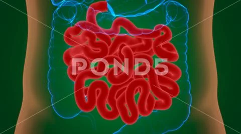 Small Intestine 3D Illustration Human Digestive System Anatomy ~ Clip ...