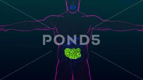 Small Intestine 3D Illustration Human Digestive System Anatomy: Royalty ...