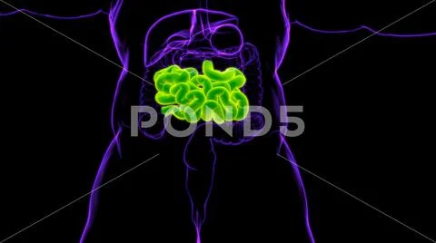 Small Intestine 3D Illustration Human Digestive System Anatomy: Graphic ...