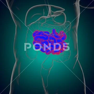 Small Intestine 3D Illustration Human Digestive System Anatomy ...