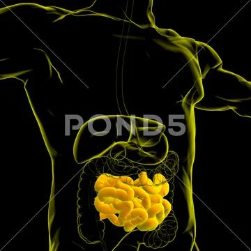 Small Intestine 3D Illustration Human Digestive System Anatomy: Graphic ...