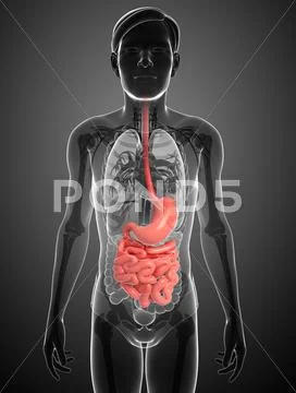 Small intestine anatomy of male Stock Illustration #42828236