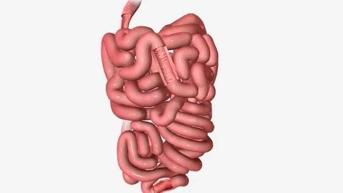 Small Intestine Cross Section 3d | Stock Video | Pond5