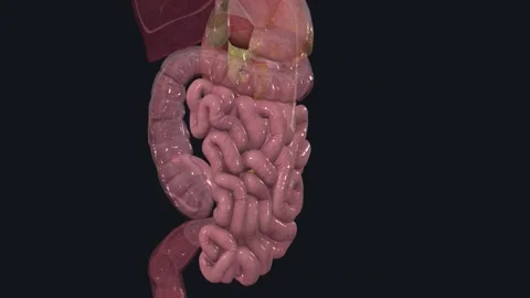 The small intestine, or small bowel, is ... | Stock Video | Pond5