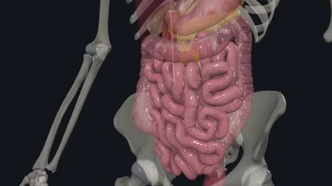 The small intestine, or small bowel, is ... | Stock Video | Pond5