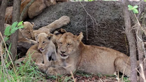small lion cub jumps onto a larger lion ... | Stock Video | Pond5