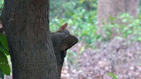 Small Lizard Sat on a Tree Branch Survey... | Stock Video | Pond5
