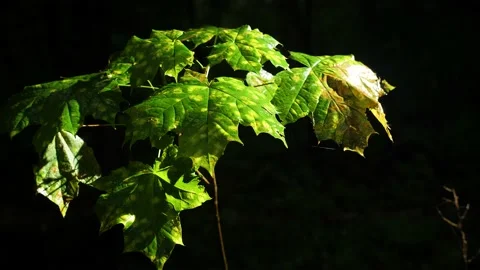 Small maple tree on black background | Stock Video | Pond5