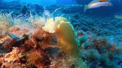 Small marine life underwater - Yellow nu... | Stock Video | Pond5