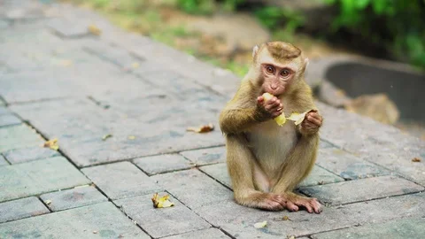Monkey Jungle Banana Stock Videos – Royalty-Free HD & 4K Videos
