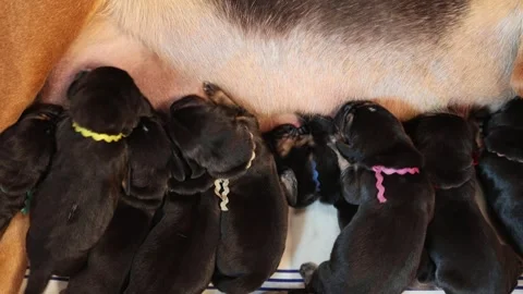 Bloodhound Stock Video Footage | Royalty Free Bloodhound Videos | Pond5