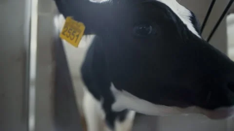 Cow Licking Camera Stock Videos – Royalty-Free HD & 4K Videos