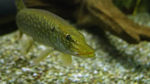 Small pike fish | Stock Video | Pond5