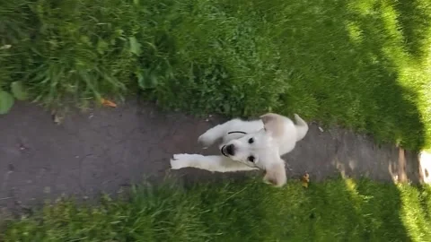 Puppy Golden Retriver Stock Videos – Royalty-Free HD & 4K Videos | Page 3