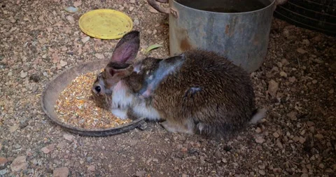 small rabbit eating food in the backyard | Stock Video | Pond5