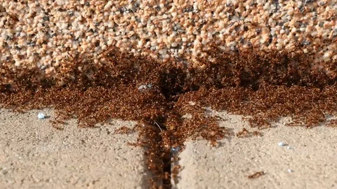 Small red ants entering hole in tiles | Stock Video | Pond5