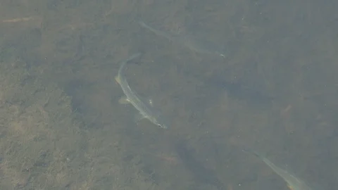 Small river fish under water. In cold mo... | Stock Video | Pond5