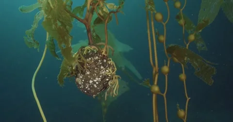 Encrusting Stock Video Footage | Royalty Free Encrusting Videos | Pond5