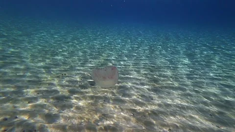Small Jellyfish Stock Footage ~ Royalty Free Stock Videos | Pond5