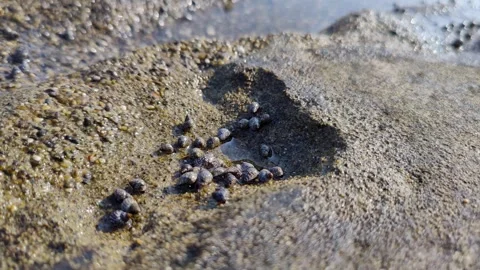 small sea creatures and shells that move... | Stock Video | Pond5