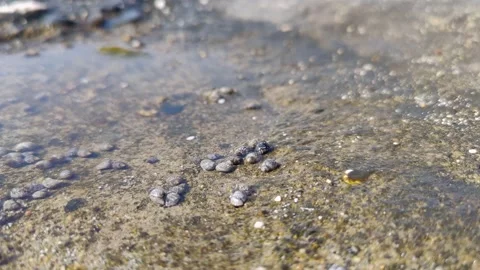 small sea creatures and shells that move... | Stock Video | Pond5