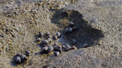 small sea creatures and shells that move... | Stock Video | Pond5