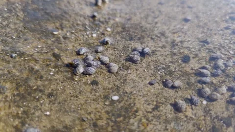 small sea creatures and shells that move... | Stock Video | Pond5