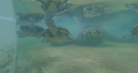 Small sea turtle with his family swimmin... | Stock Video | Pond5
