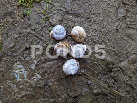 Small shells in the mud close up photo top view Stock Image #125999681