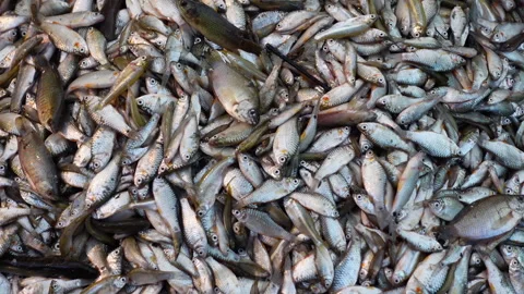 Small size pool barb (puti fish) kept on... | Stock Video | Pond5