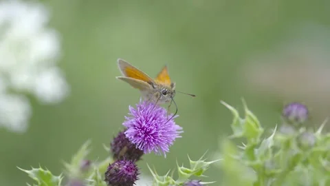 Skipper Butterfly Stock Videos – Royalty-Free HD & 4K Videos