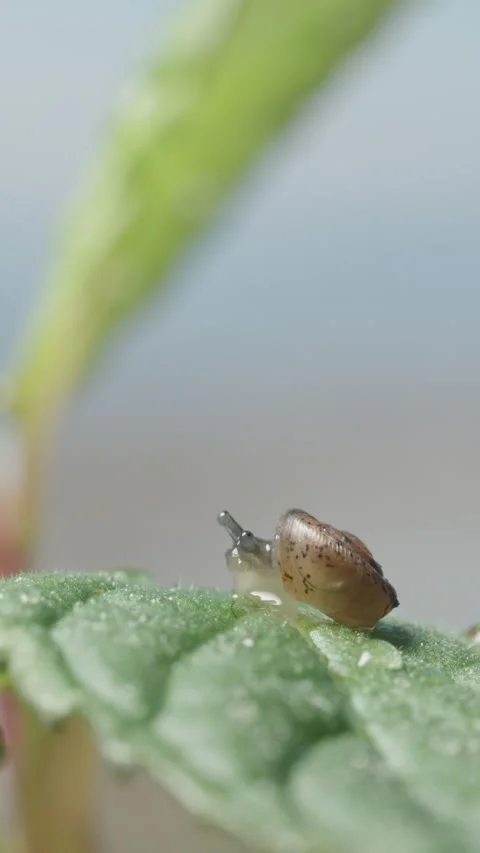 Rain For Reels Stock Footage ~ Royalty Free Stock Videos | Pond5