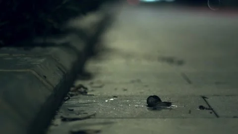 Small snail moves his long neck slowly a... | Stock Video | Pond5