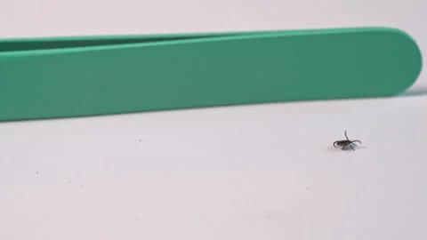 Small tick crawling on white background ... | Stock Video | Pond5