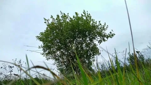 small tree moves from the wind and wiggl... | Stock Video | Pond5