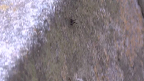 Typing Spider Stock Footage ~ Royalty Free Stock Videos | Pond5