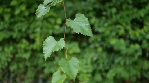 Small vine with leaves tilt up trees in ... | Stock Video | Pond5